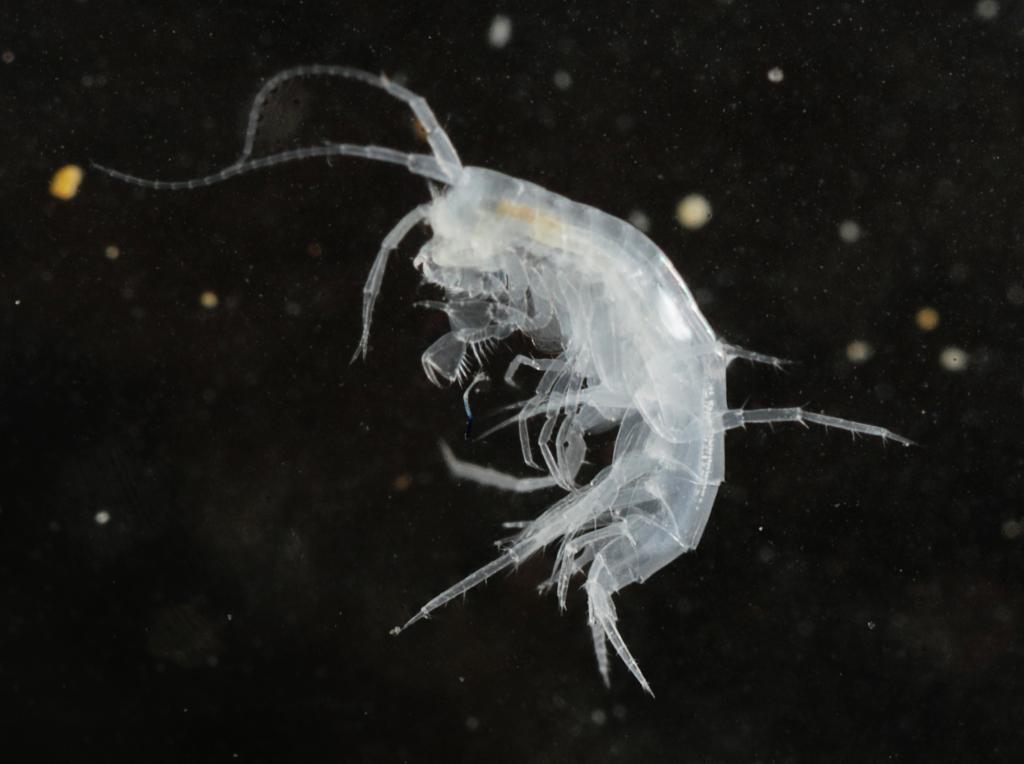 Niphargus kochianus | Hypogean Crustacea Recording Scheme