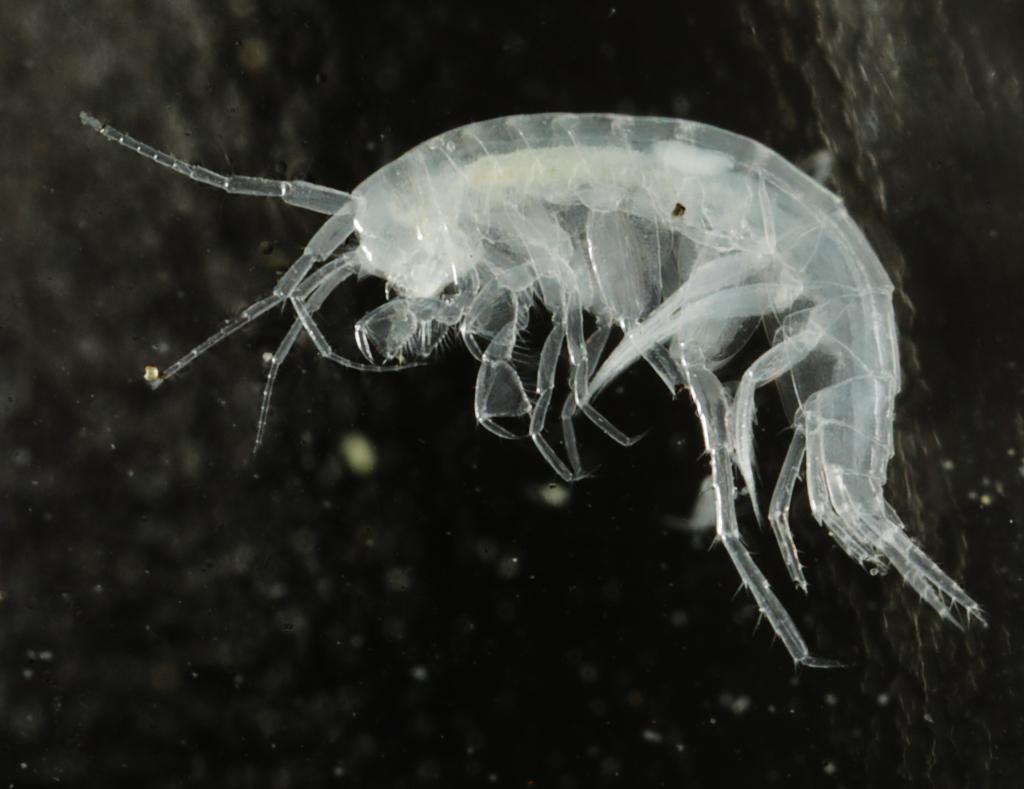 Niphargus kochianus | Hypogean Crustacea Recording Scheme